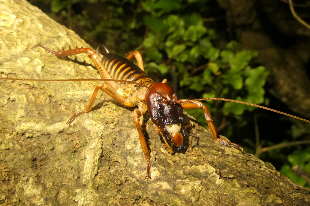Wellington Tree Wētā from Stephens Island / Takapourewa, Marlborough ...