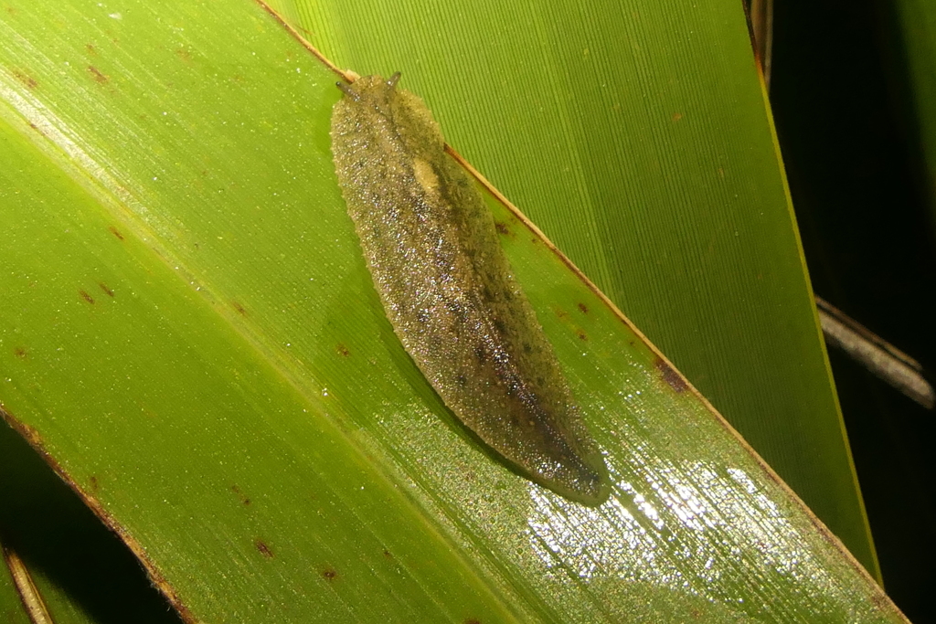 Leaf-veined Slugs from Stephens Island / Takapourewa, Marlborough, New ...