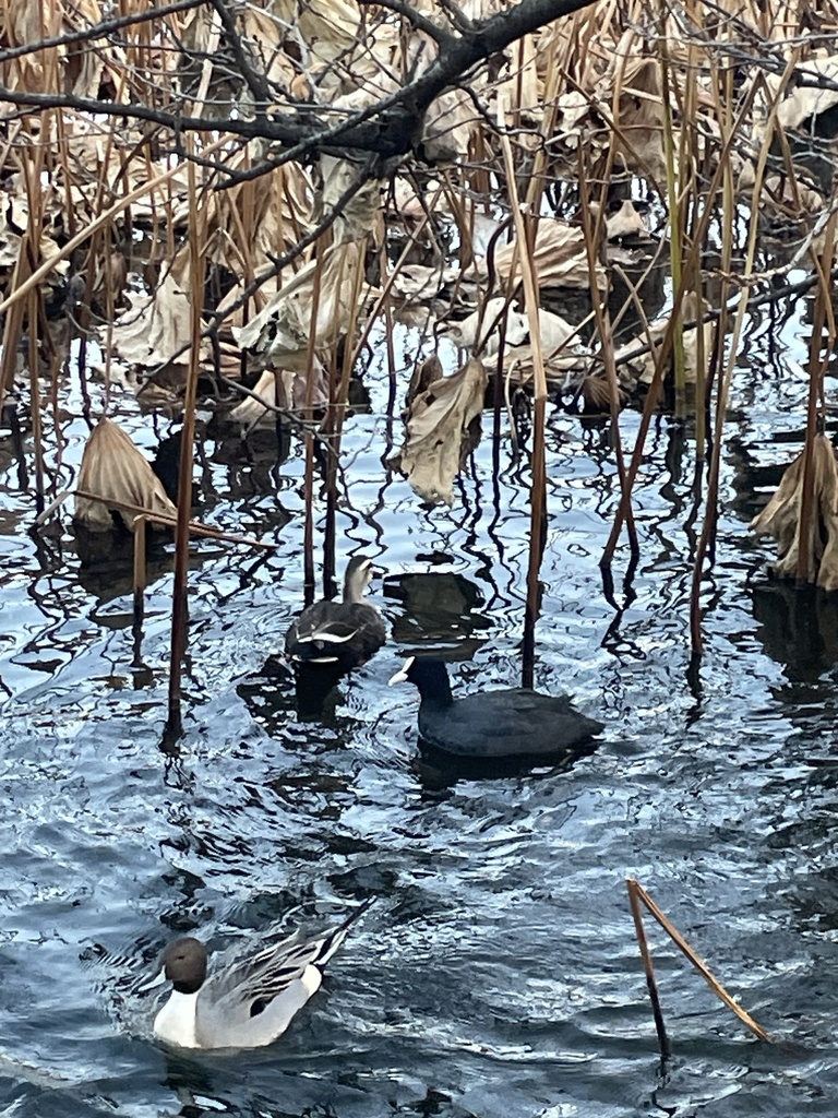 Eurasian Coot from Ueno Zoological Gardens, Taito, Tokyo, JP on ...