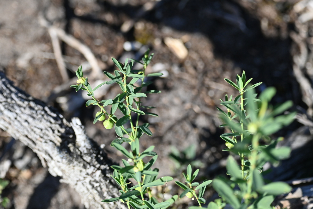 False Boronia from Hopetoun WA 6348, (Hammersley Inlet) Australia on October 26, 2024 at 04:22 ...