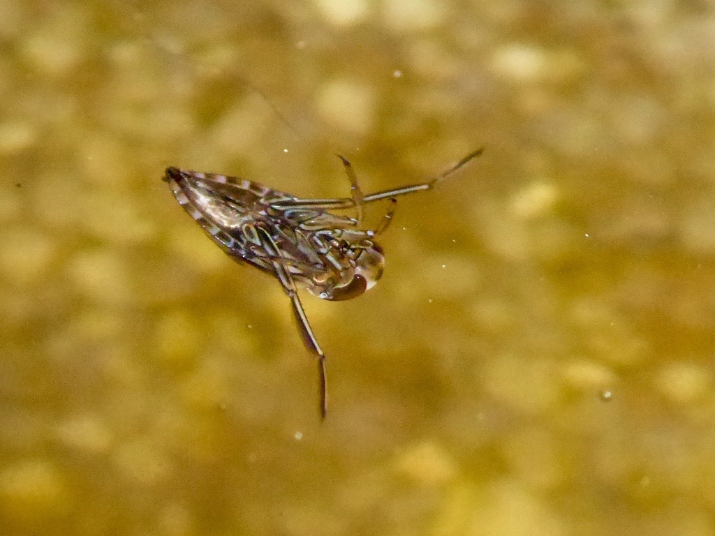 Enithares from Bridgewater SA 5155, Australia on December 24, 2024 at ...