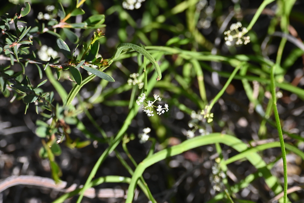 Platysace filiformis from Hopetoun WA 6348, (West Beach) Australia on ...