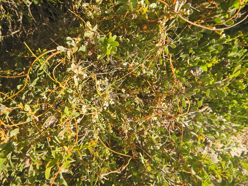 Slender Devil's Twine from Hopetoun WA 6348, (West Beach) Australia on ...