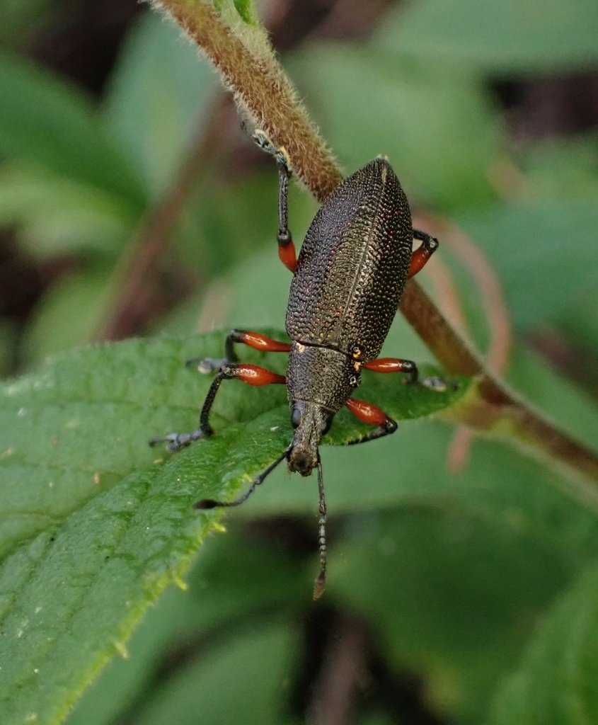 Broad-nosed Weevils from San José Province, Division, Costa Rica on ...