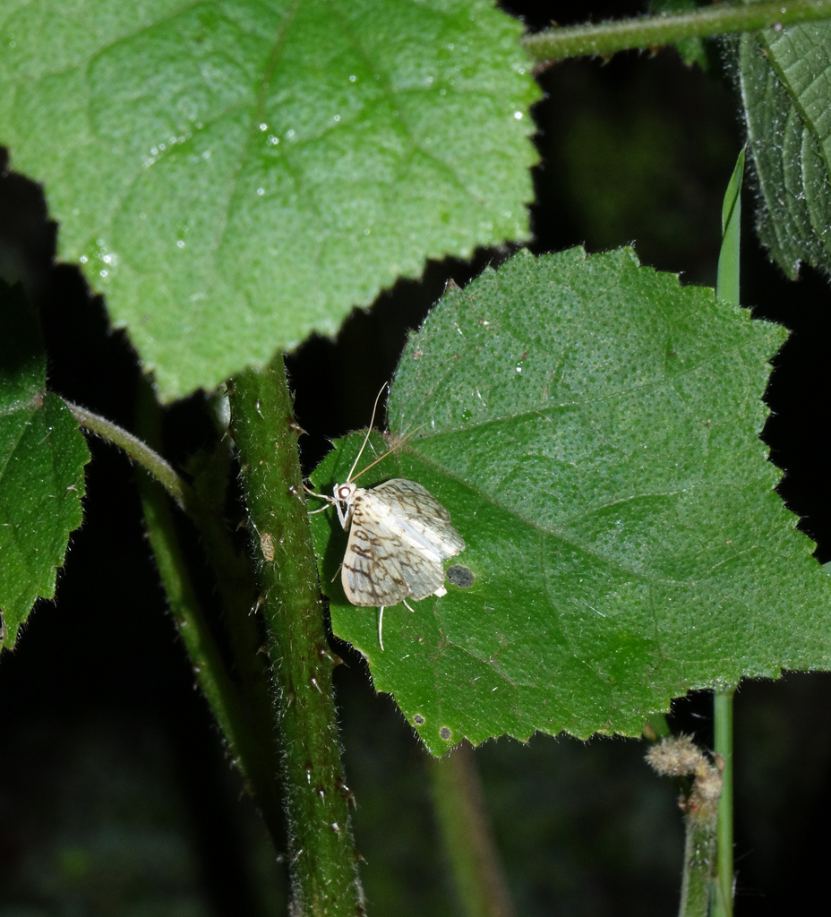 Cotton Leaf Roller from India, Kerala, Idukki District, Pambumkayam village environs, the ...