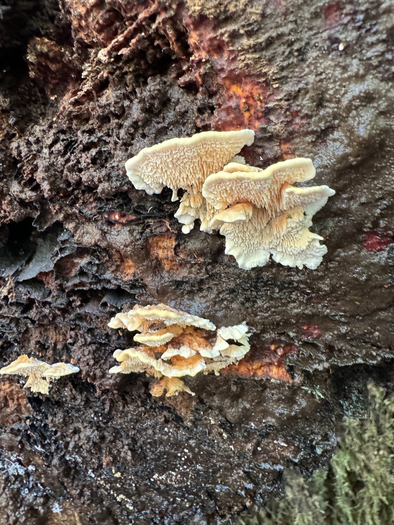 Cerrena zonata from Tarra-Bulga National Park, Balook, VIC, AU on ...