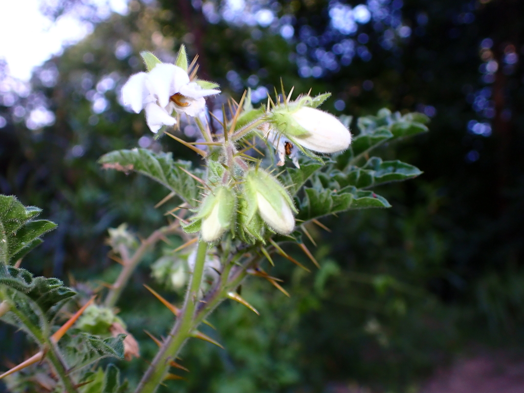 Red Buffalo-bur from Blue Mountains, NSW, Australia on December 20 ...
