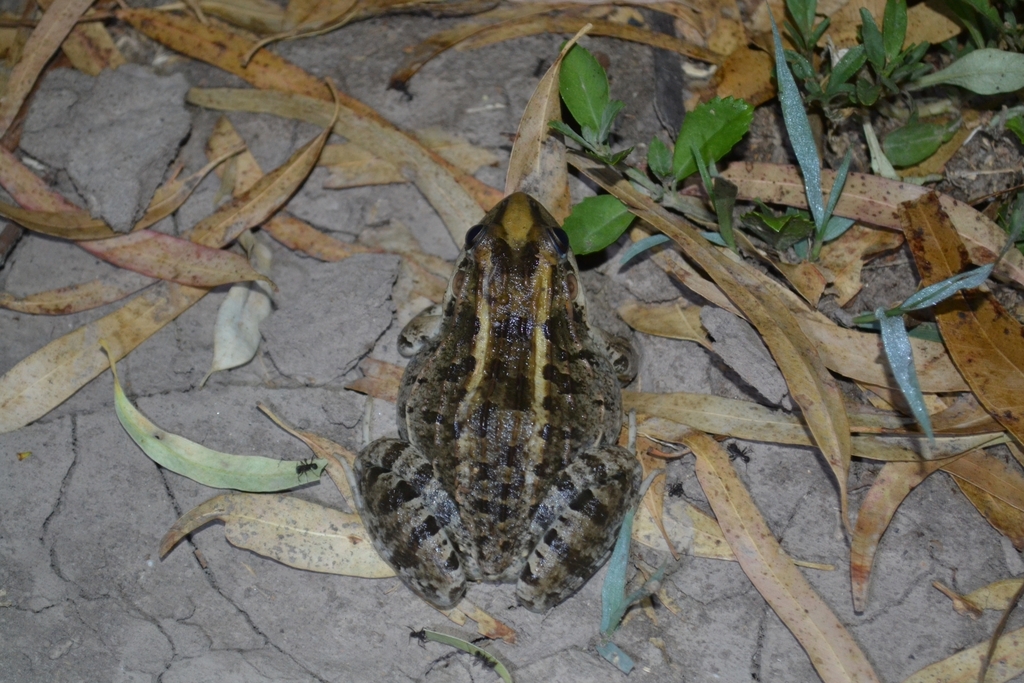 Miranda's White-lipped Frog from Nueve de Julio, Santa Fe, Argentina on ...