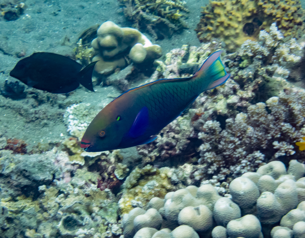Swarthy Parrotfish from Dauin, Negros Oriental, Philippines on December ...