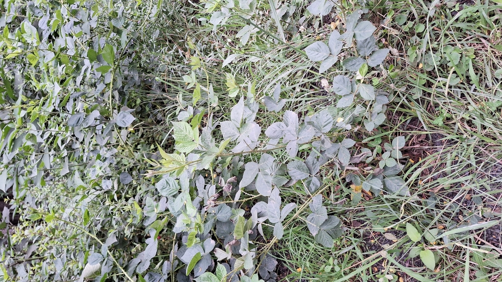 Blackberries from Ingwe Local Municipality, South Africa on December 17 ...