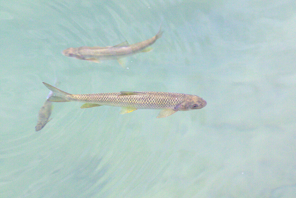 Taiwan Shoveljaw Carp in October 2024 by Mickey Wu · iNaturalist