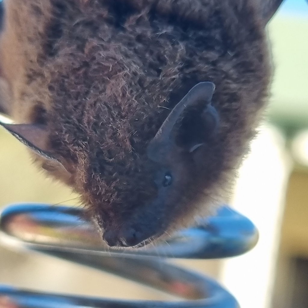 Cape serotine from Witzenberg Local Municipality, South Africa on ...