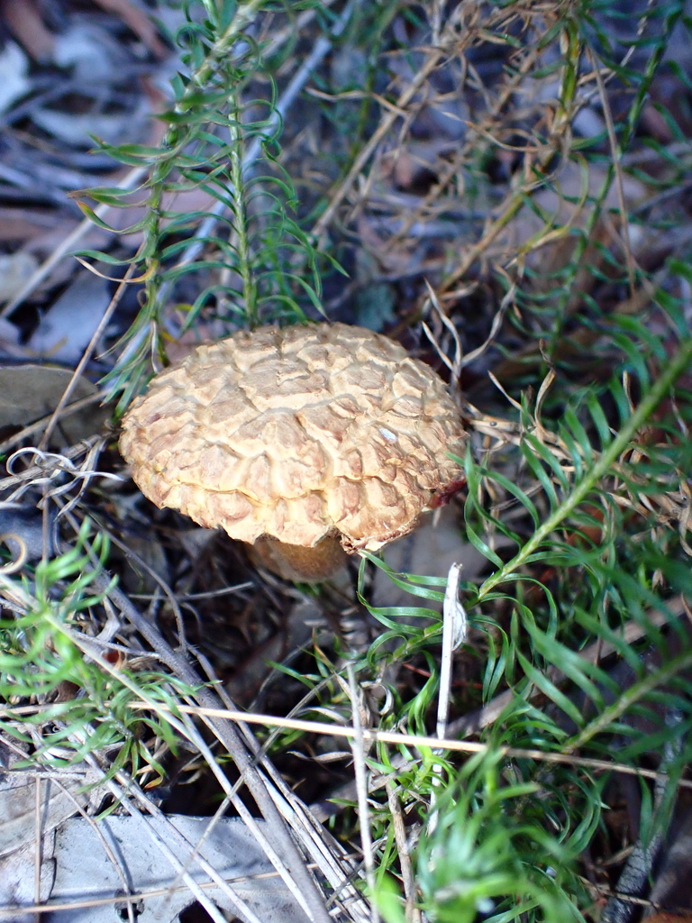 Boletellus ananiceps from Blue Mountains, NSW, Australia on December 21 ...