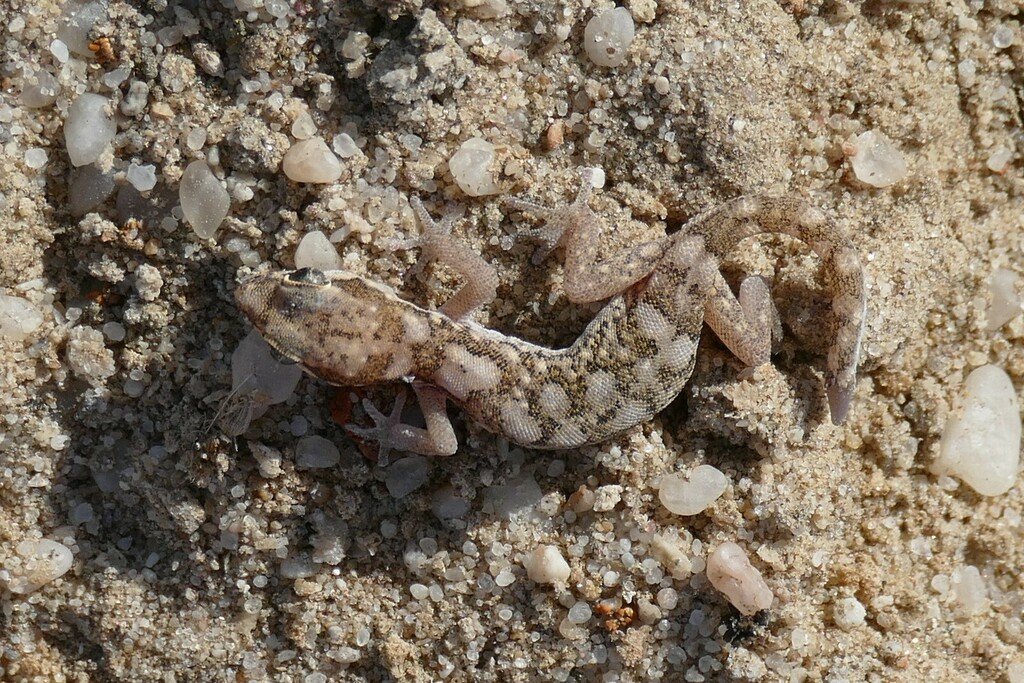 Pointed Thick-toed Gecko from Namib desert N of Swakopmund, Erongo ...