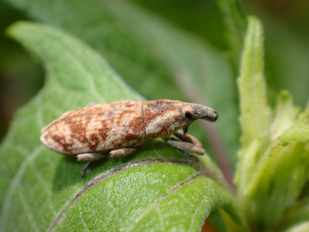 Gasteroclisus immundus from Blue Mountains, NSW, Australia on December ...