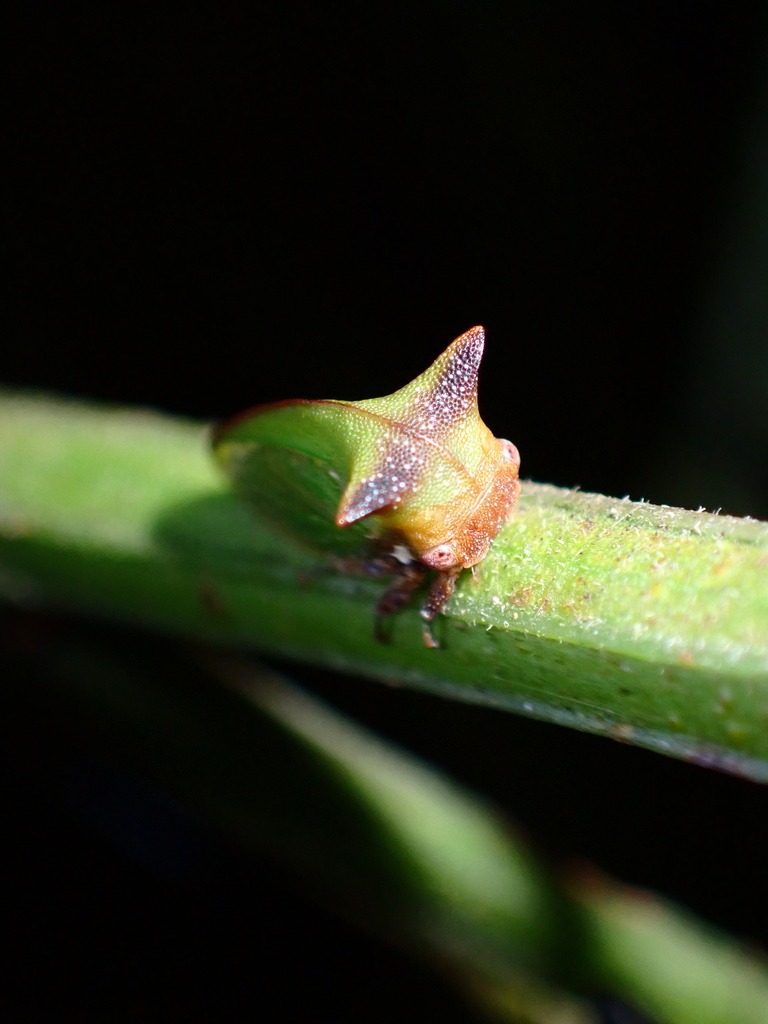 Green Treehopper from Bennett’s Ridge Campsite, Blue Mountains National ...