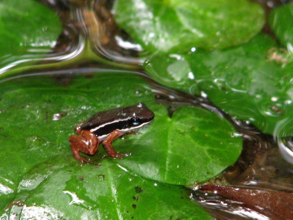 Rainforest Rocket Frog from Petaquilla Mining Project, Donoso District ...