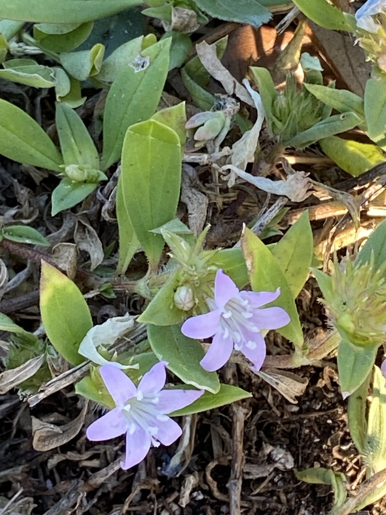 largeflower Mexican clover from Camelot Park, Cape Coral, FL, US on ...