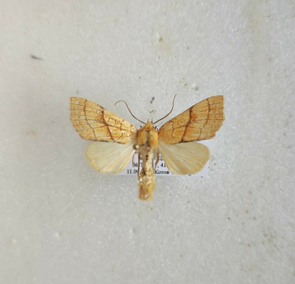 Orange Sallow from Красноармейское, Ивановская обл., Россия, 155935 on ...