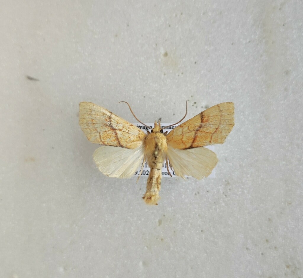 Orange Sallow from Красноармейское, Ивановская обл., Россия, 155935 on ...