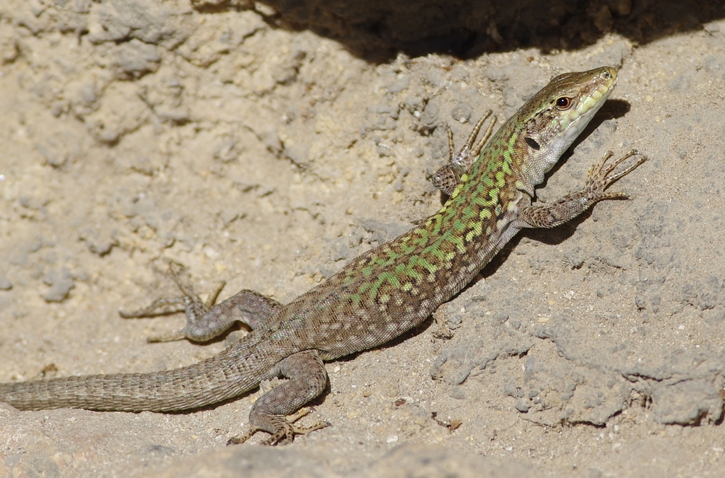 Snakes and Lizards (Squamata) - Snakes and Lizards