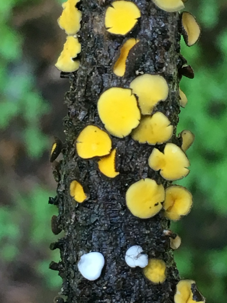 Lachnellula arida (Cup Fungi (Helotiales) of the Pacific Northwest ...