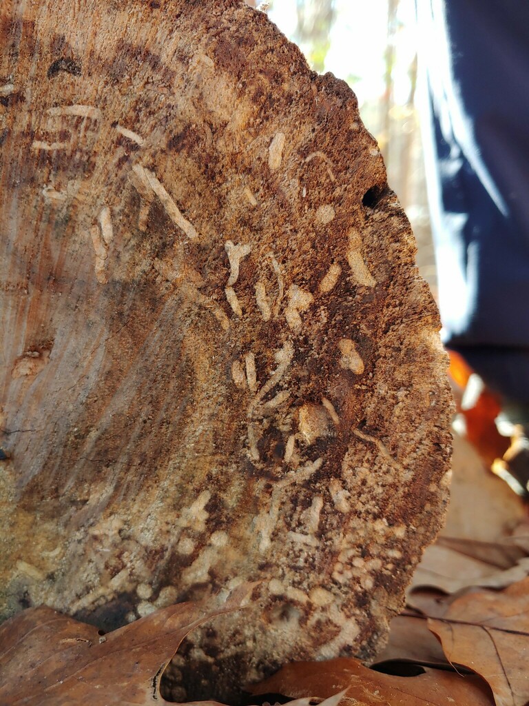 Eastern Subterranean Termite from Dekalb County, GA, USA on December 20 ...