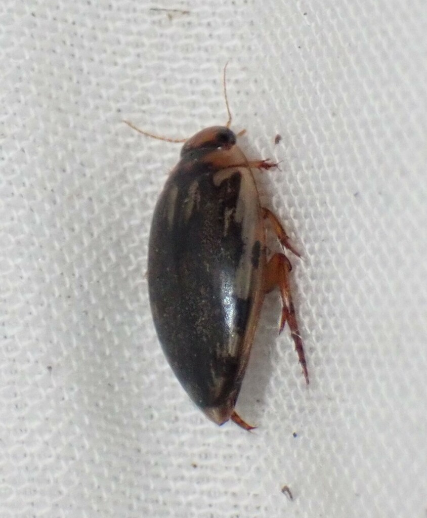 Coptotomus in August 2024 by Angus Mossman. At blacklight after dark in ...