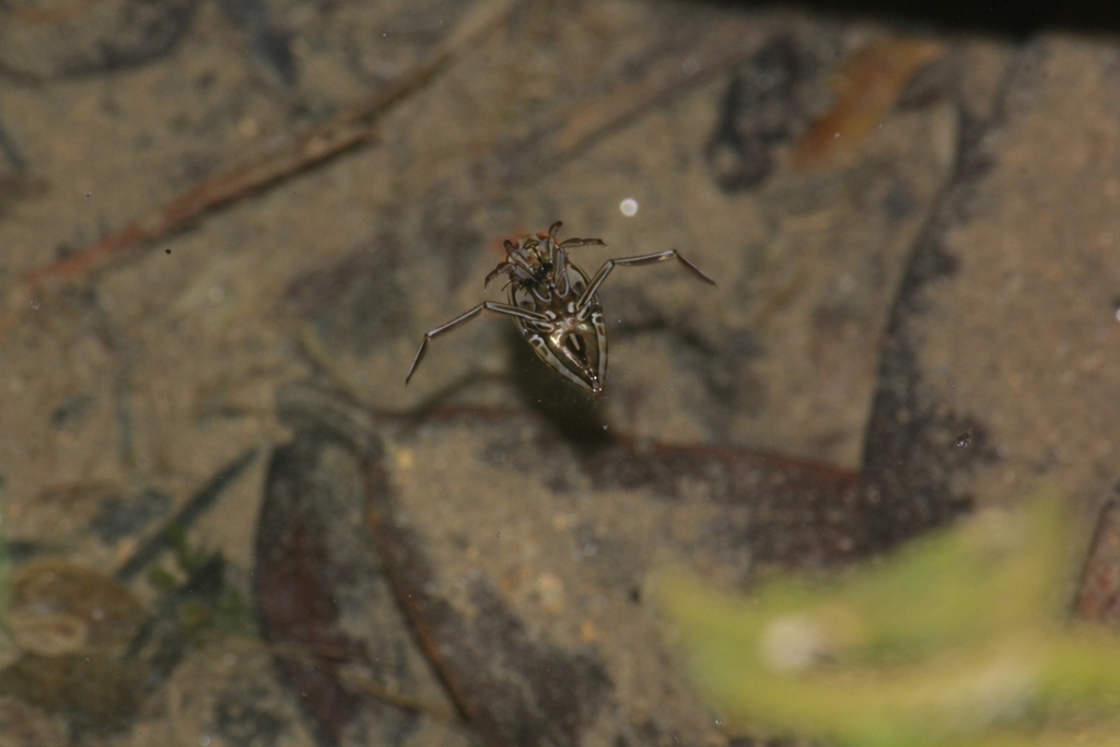 Enithares from Weerapana East, Sri Lanka on December 18, 2024 at 08:01 ...