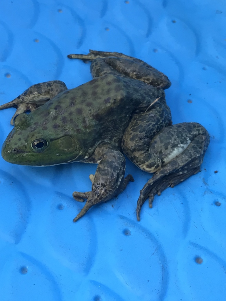 American Bullfrog from Colorado County, TX, USA on August 4, 2023 at 07 ...