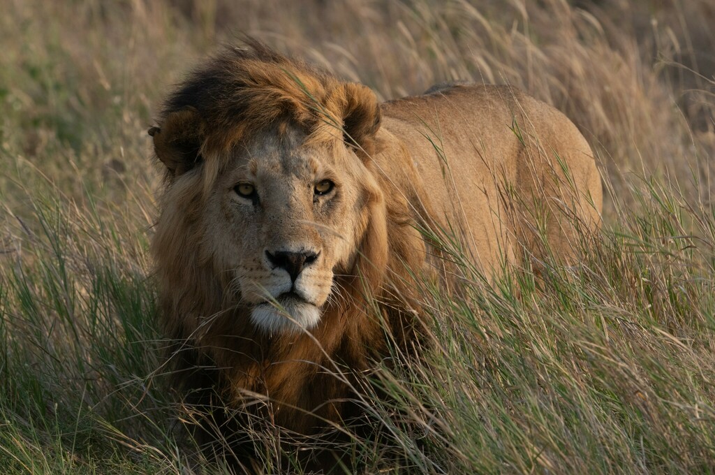 Lion in September 2024 by Ruthanne Thomas · iNaturalist
