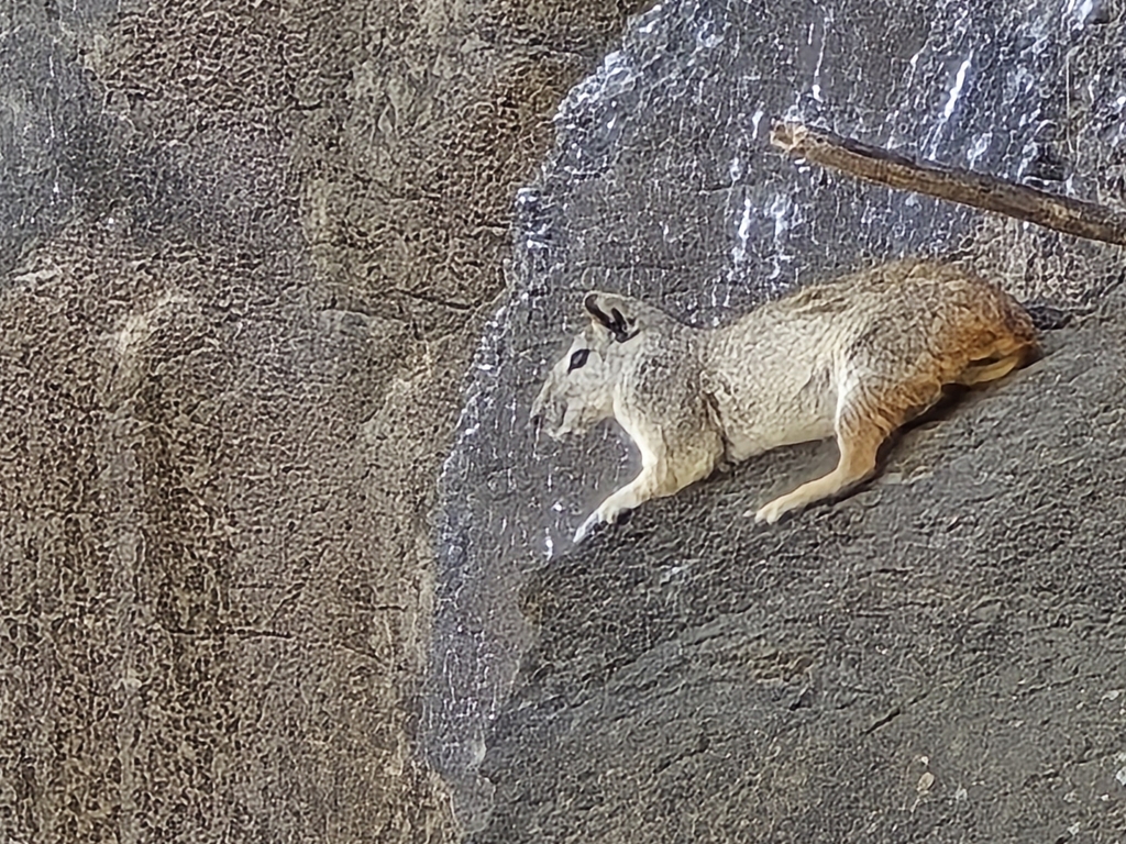 Rock Cavy from Fernando de Noronha - PE, 53990-000, Brasil on December ...