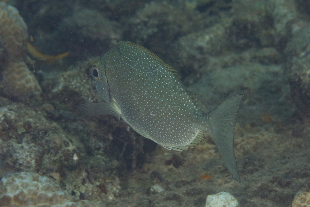 Dusky Rabbitfish from Mbanika, Central, Solomon Islands on December 15 ...