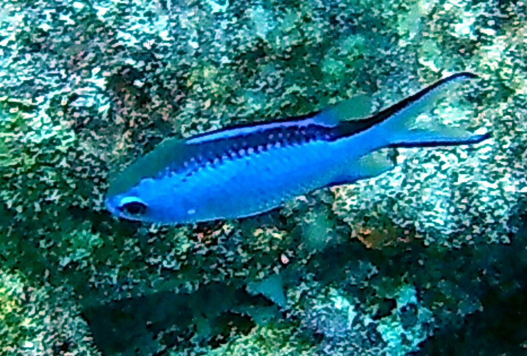 Blue Chromis from Looe Key site 1 on December 22, 2024 by Ted Weber ...