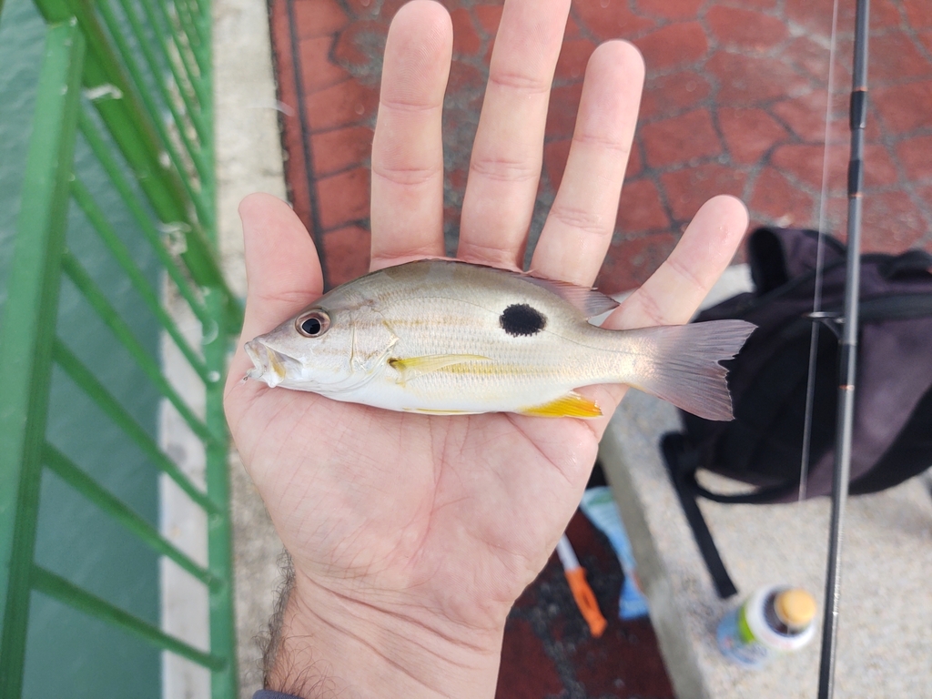 Moses' Snapper from Singapore on December 24, 2024 at 09:48 AM by ...