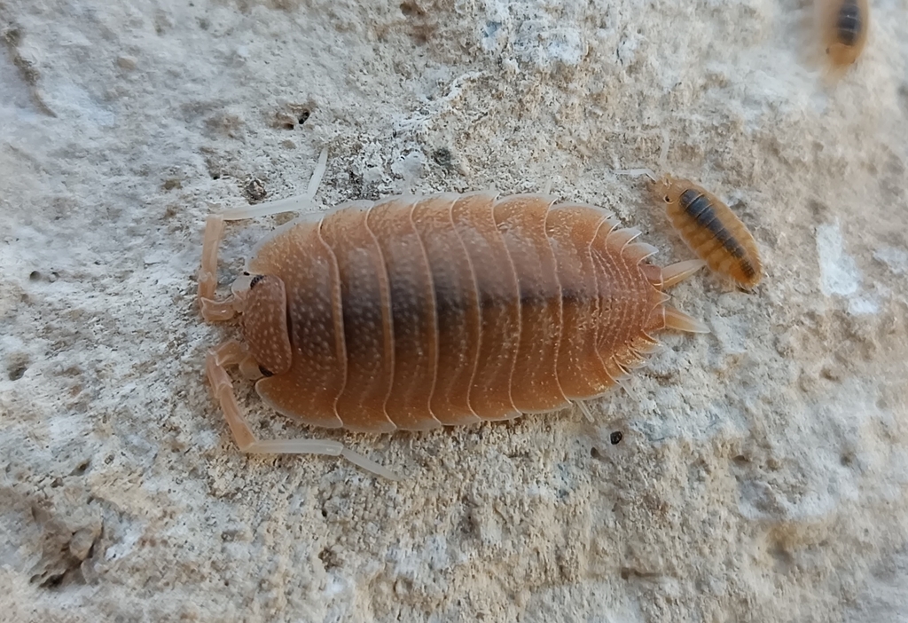 Porcellio magnificus from Almería, España on December 24, 2024 at 11:16 ...