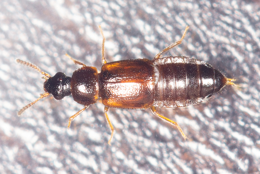 Phyllodrepa humerosa from Franklin County, MO, USA on November 23, 2024 ...