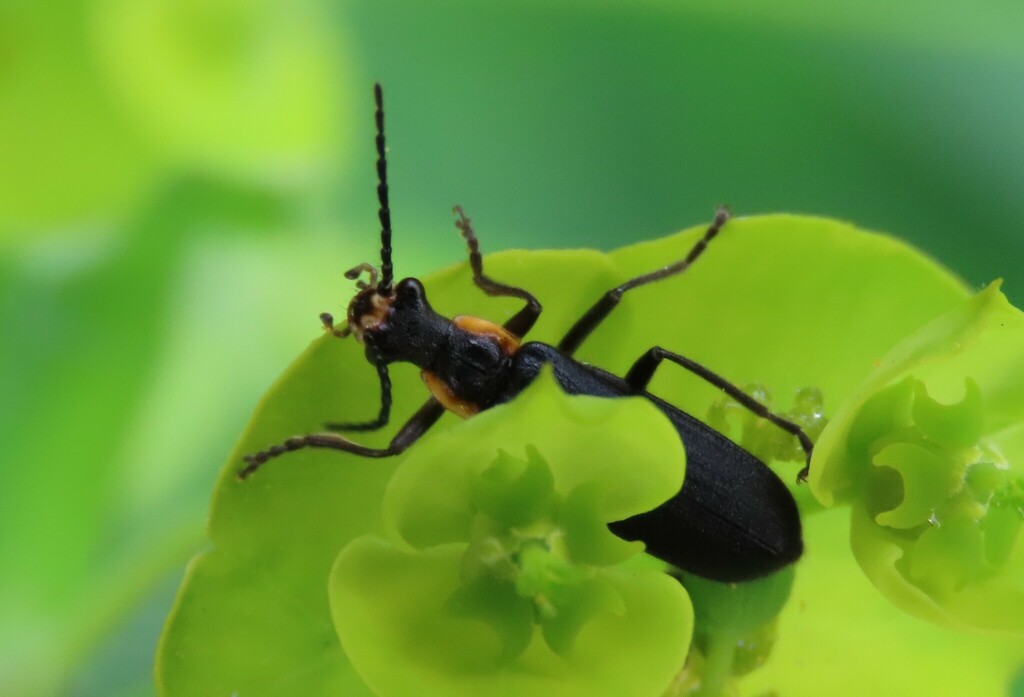 Wrinkled Soldier Beetle from Triangle, St Louis Park, MN 55416, USA on ...