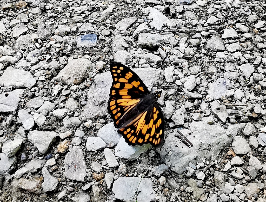 Sephisa princeps from Анучинский р-н, Приморский край, Россия on July ...