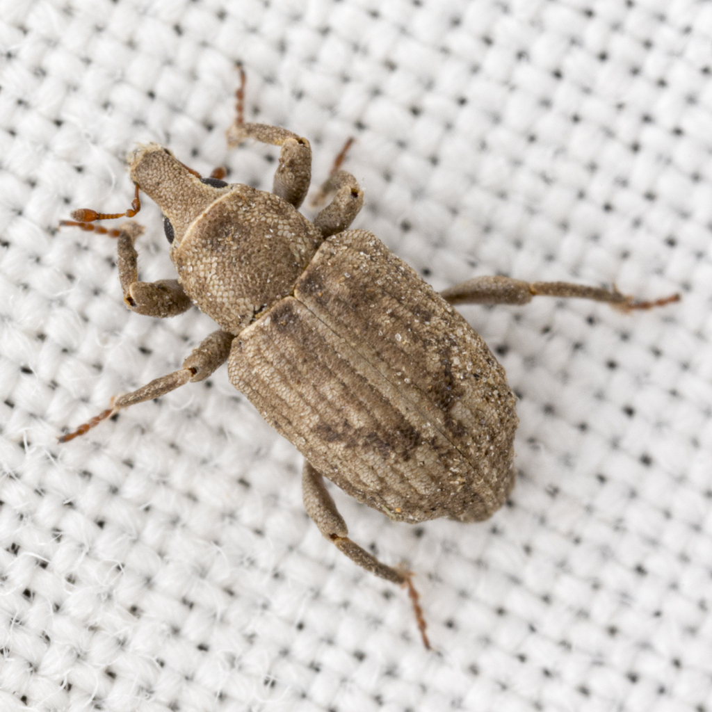 Rice Water Weevil from Newark, DE, USA on May 22, 2024 at 09:08 PM by ...