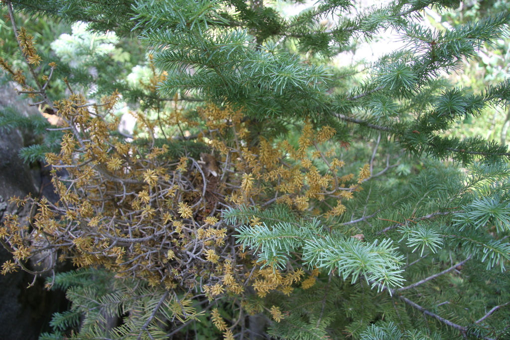 fir broom rust from Ward, CO, USA on August 16, 2011 at 10:43 PM by ...