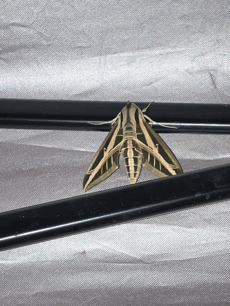 Banded Sphinx from Colorado County, TX, USA on December 22, 2024 at 06: ...