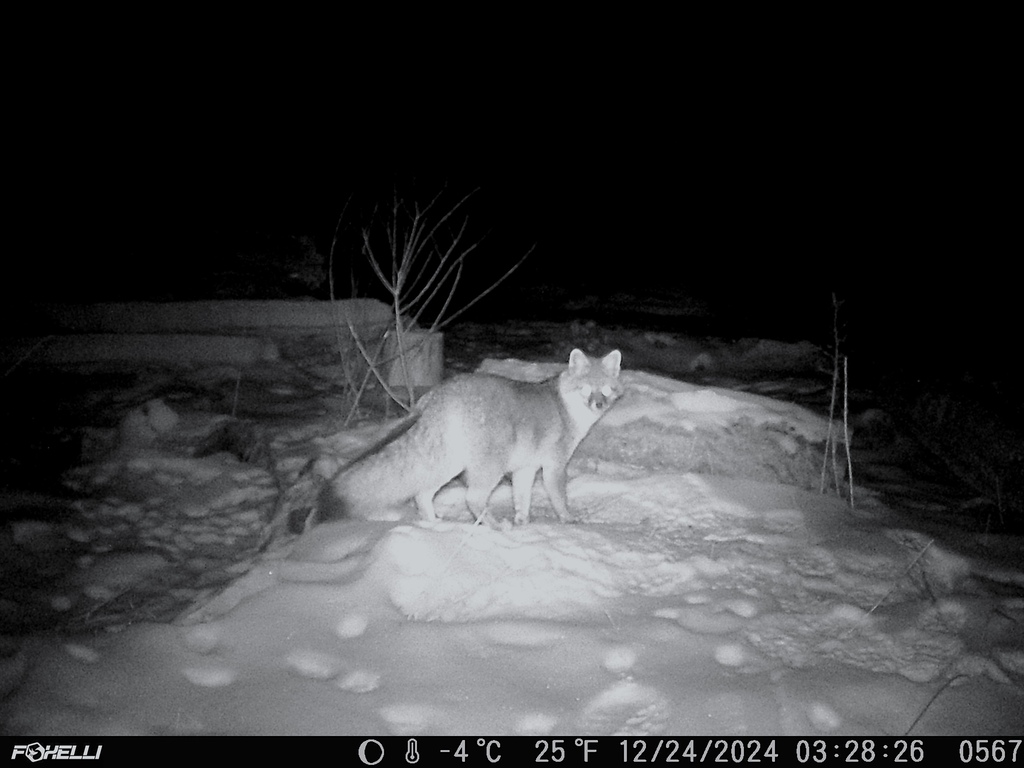 Gray Fox from Townshend, VT, USA on December 24, 2024 at 03:28 AM by Craig K. Hunt. Wildcamera ...