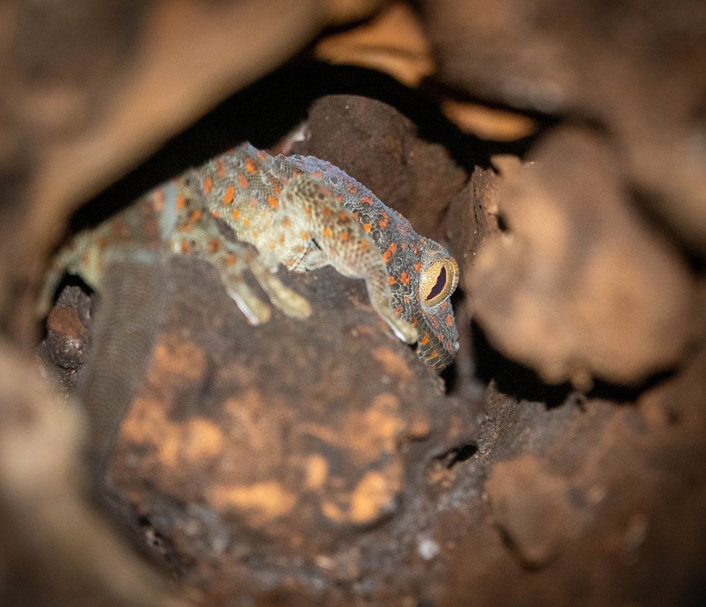 Tokay Gecko from John Pennekamp Coral Reef State Park, Key Largo, FL ...