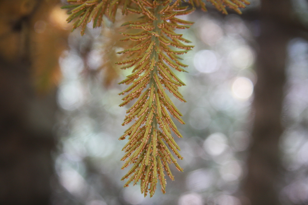 spruce witch's broom rust from Ward, CO, USA on August 16, 2011 at 10: ...