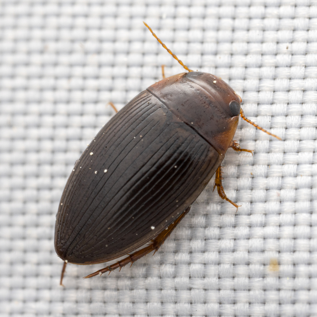 Copelatus glyphicus from Newark, DE, USA on May 22, 2024 at 09:39 PM by ...