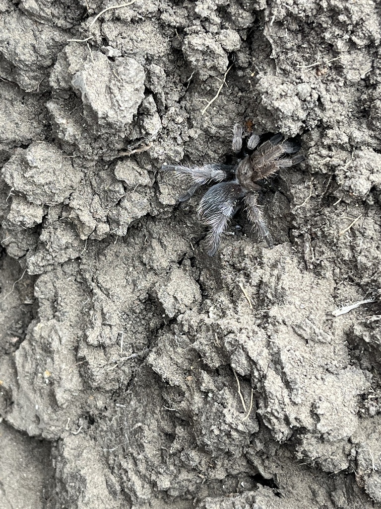 California Ebony Tarantula from Talega, San Clemente, CA, US on ...