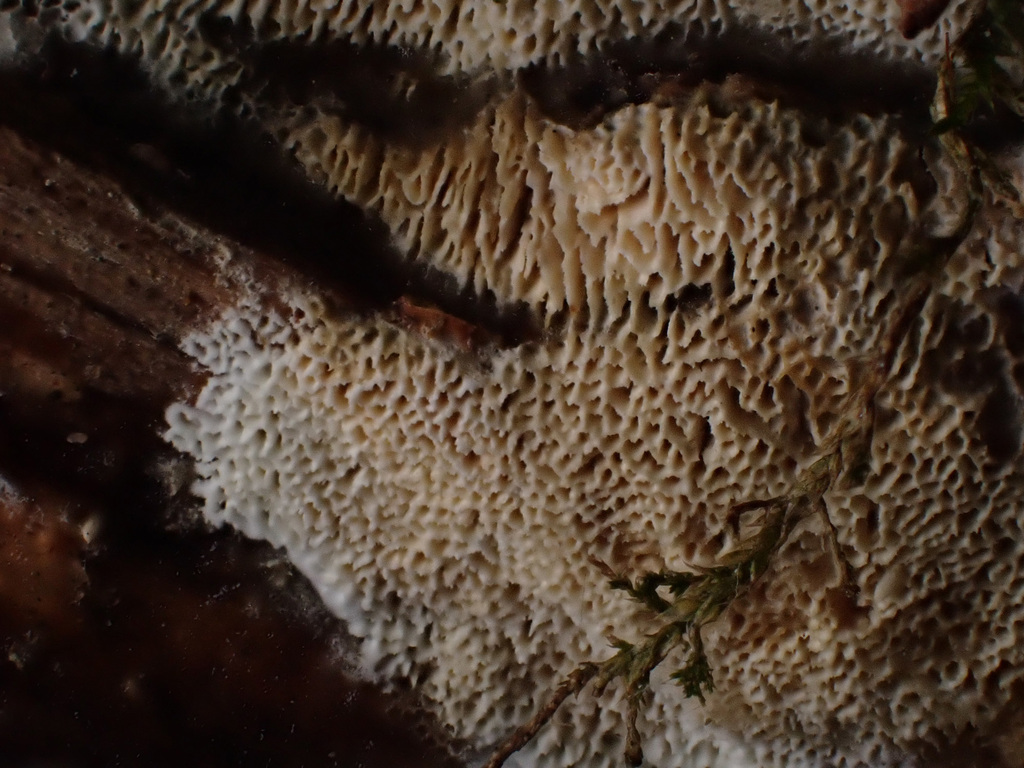 Xylodon raduloides from г. Химки, Московская обл., Россия on December ...