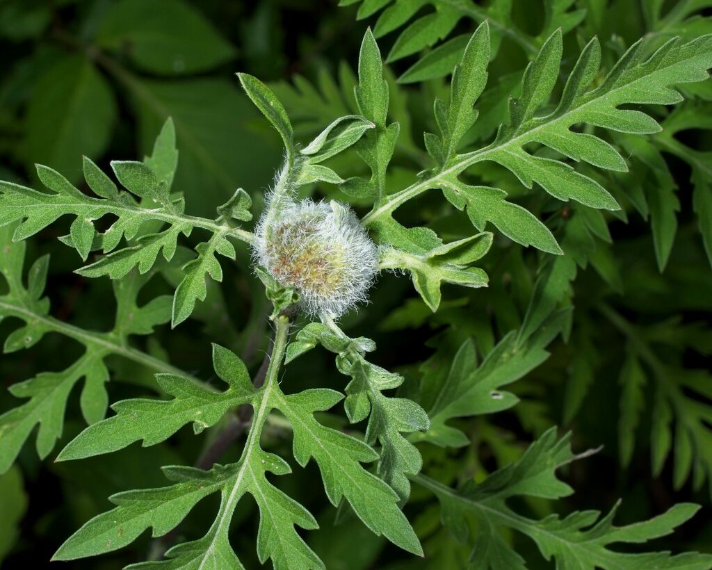 common ragweed from Palm Beach County, FL, USA on April 16, 2022 at 10: ...