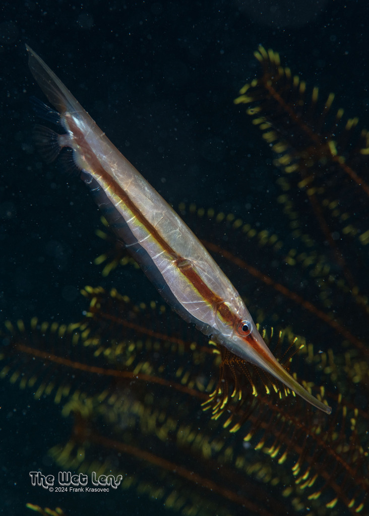 Grooved Razorfish from Moalboal, Cebu, Philippines on December 6, 2024 ...